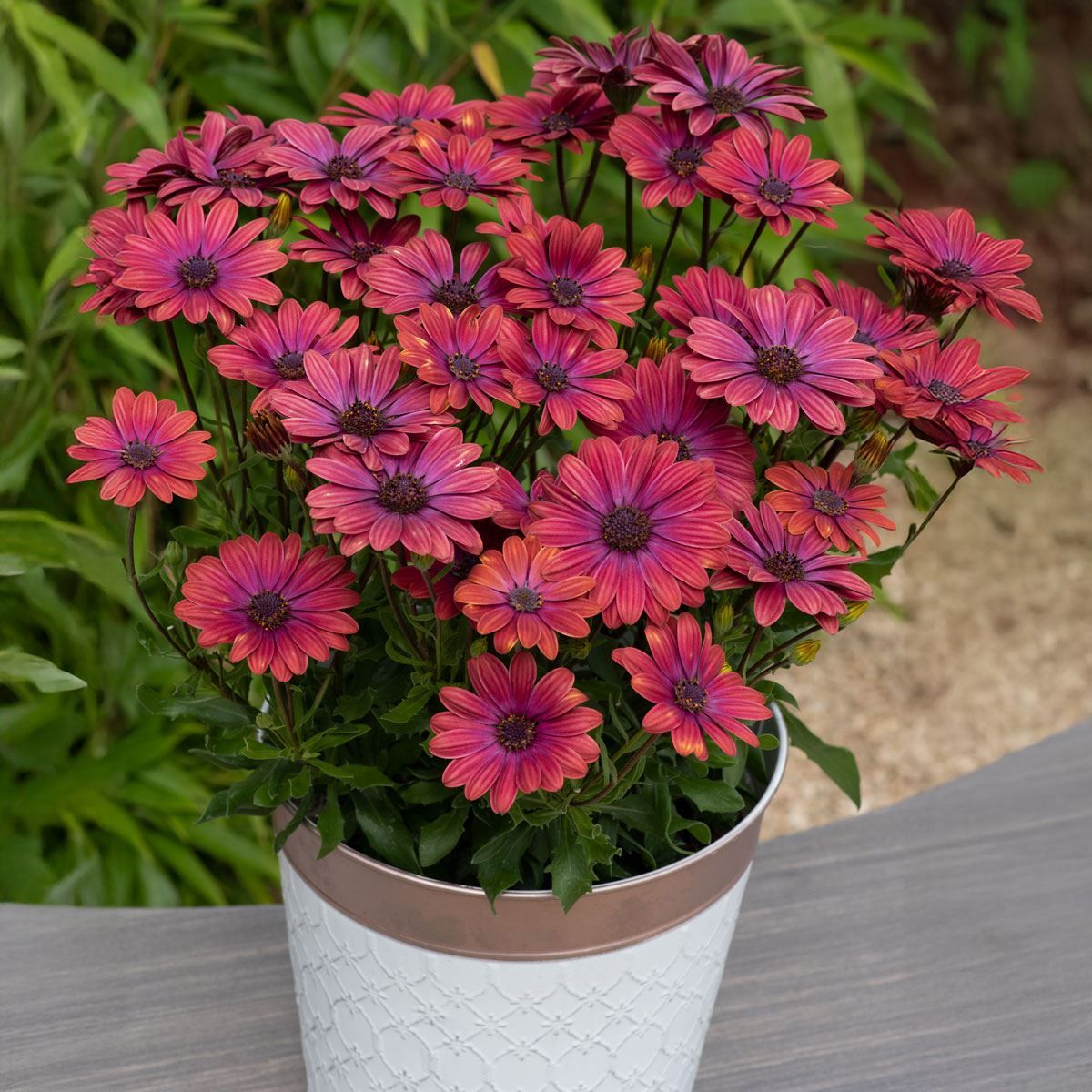 Osteospermum Dalina Purple Outback | 5 x 6cm Garden Ready Biodegradable ...