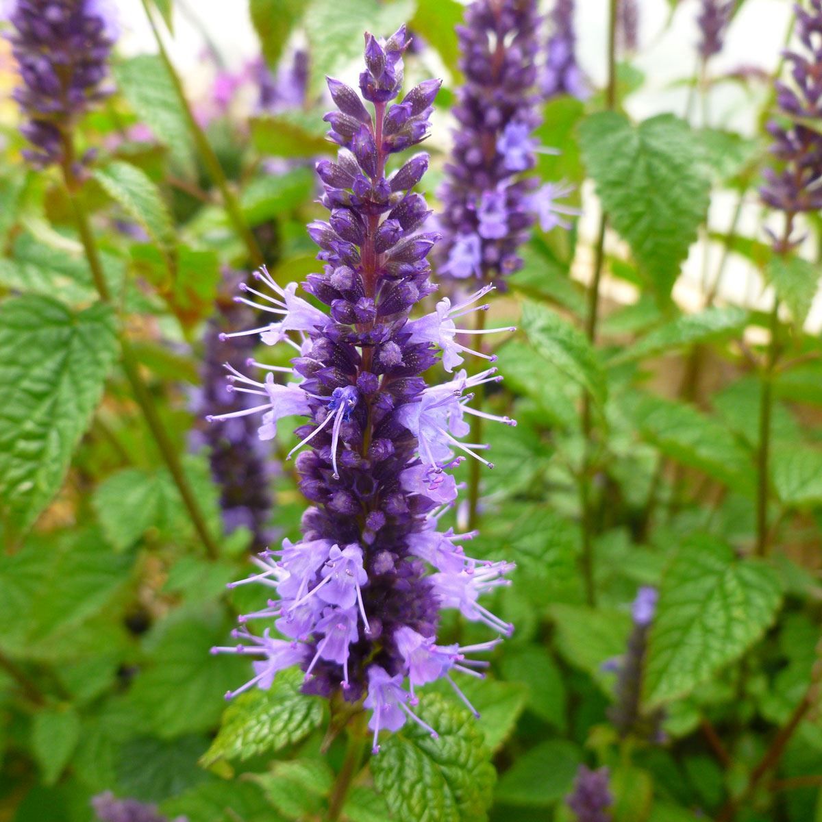 Agastache Little Adder | 1 Litre Garden Ready Plant