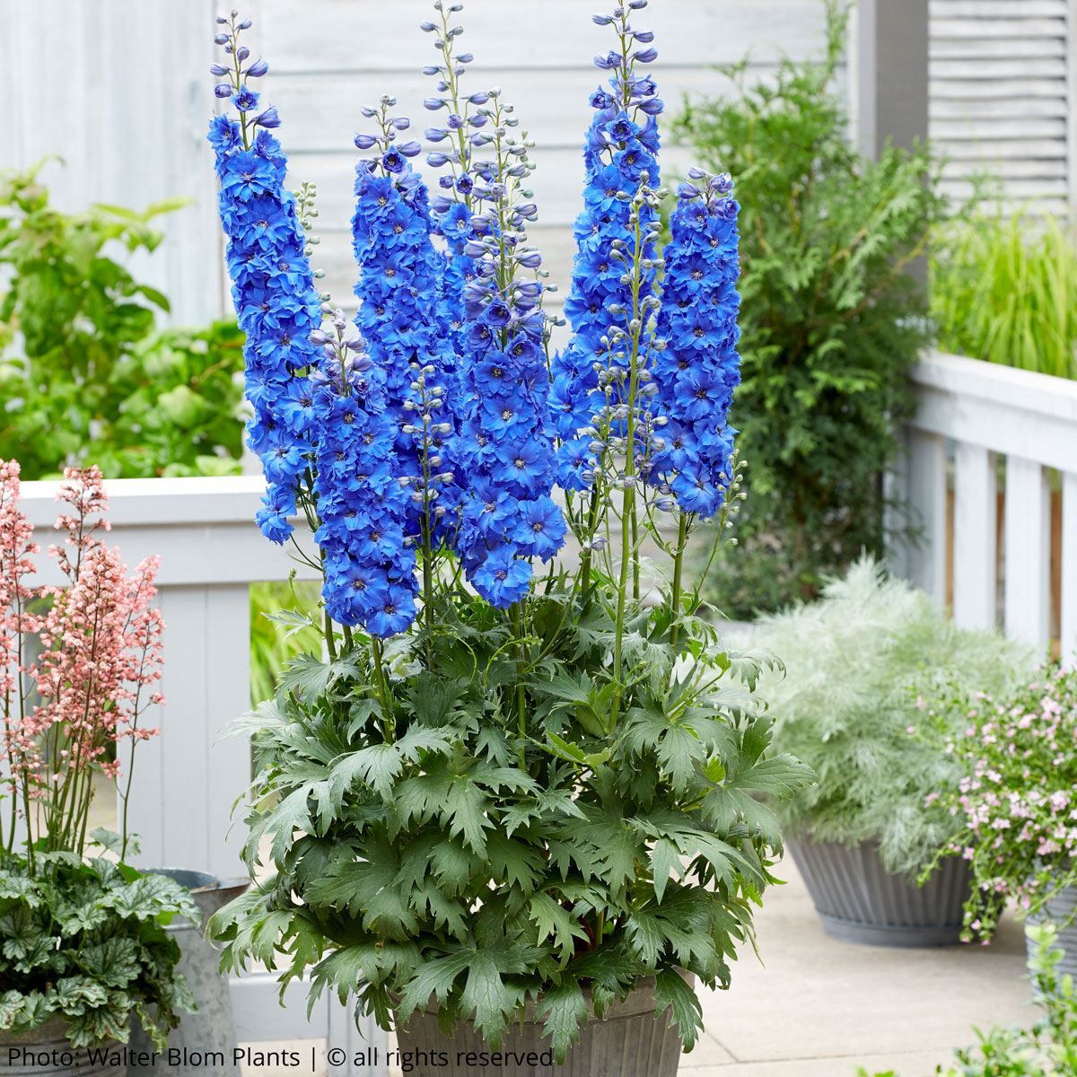 Delphinium Paramo Azul | 1 Litre Garden Ready Plant