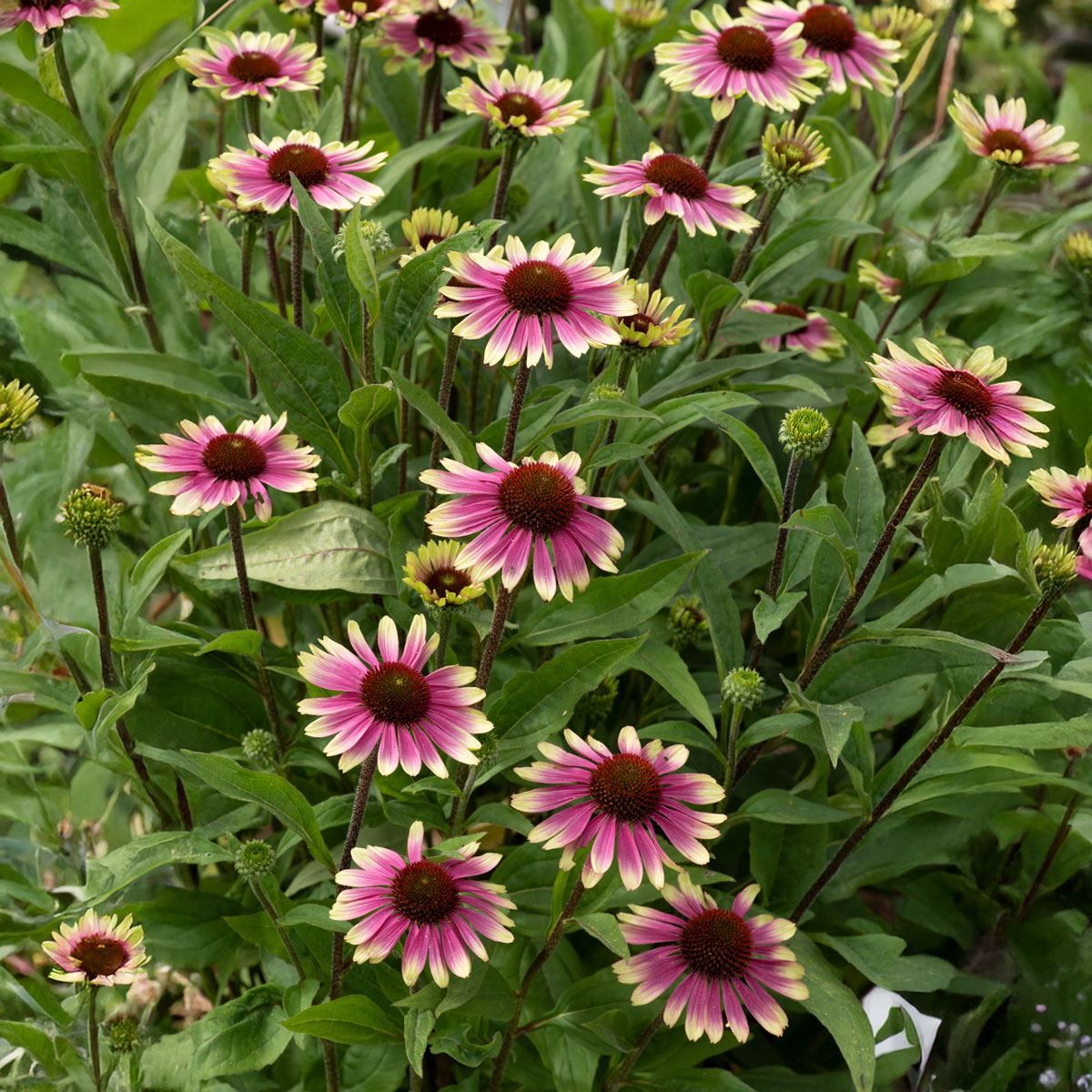 Coneflower Plant Coneflower Care Guide: How To Plant, Grow, And Design