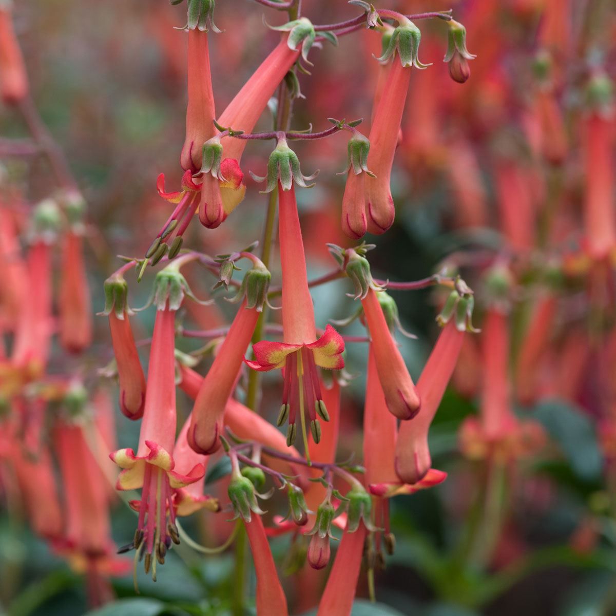 Phygelius Colorburst Orange | 1 Litre Garden Ready Plant