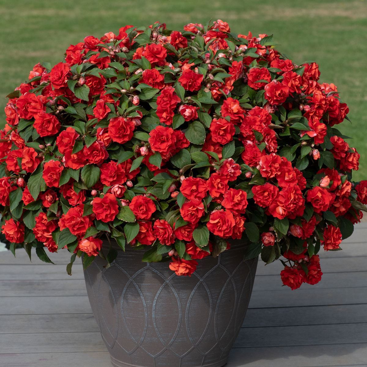 Impatiens Double Glimmer Bright Red | 5 Large Plug Plants