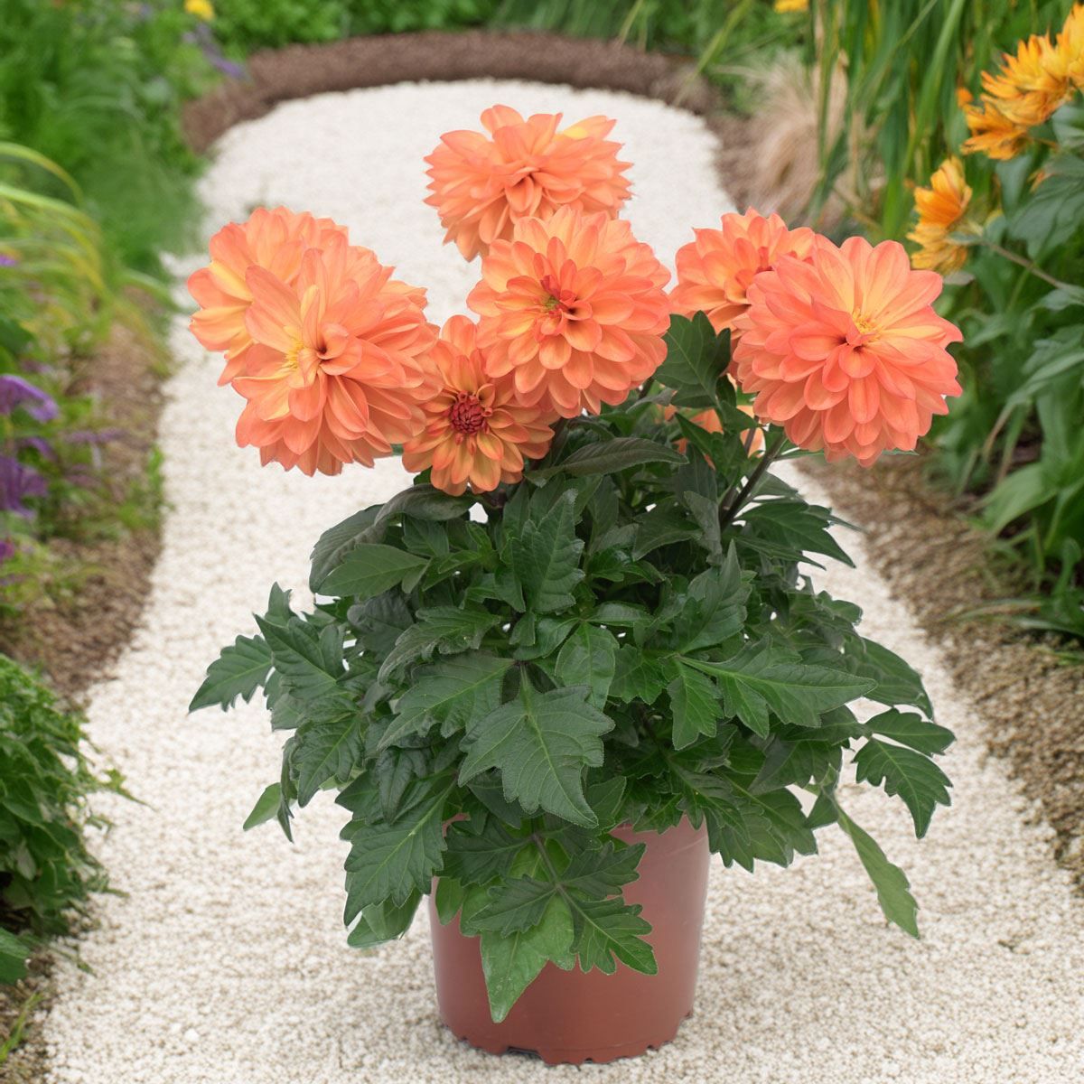 Dahlia Dalaya Garden Saira | 1 Litre Garden Ready Plant