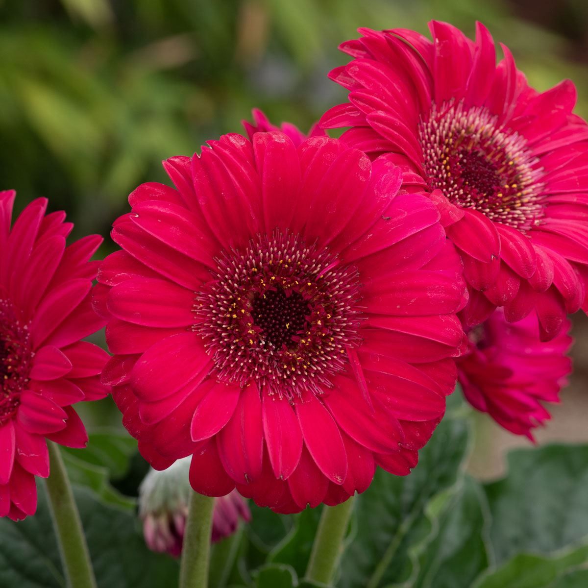 Gerbera Garvinea Sweet Sparkle | 1 Litre Garden Ready Plant