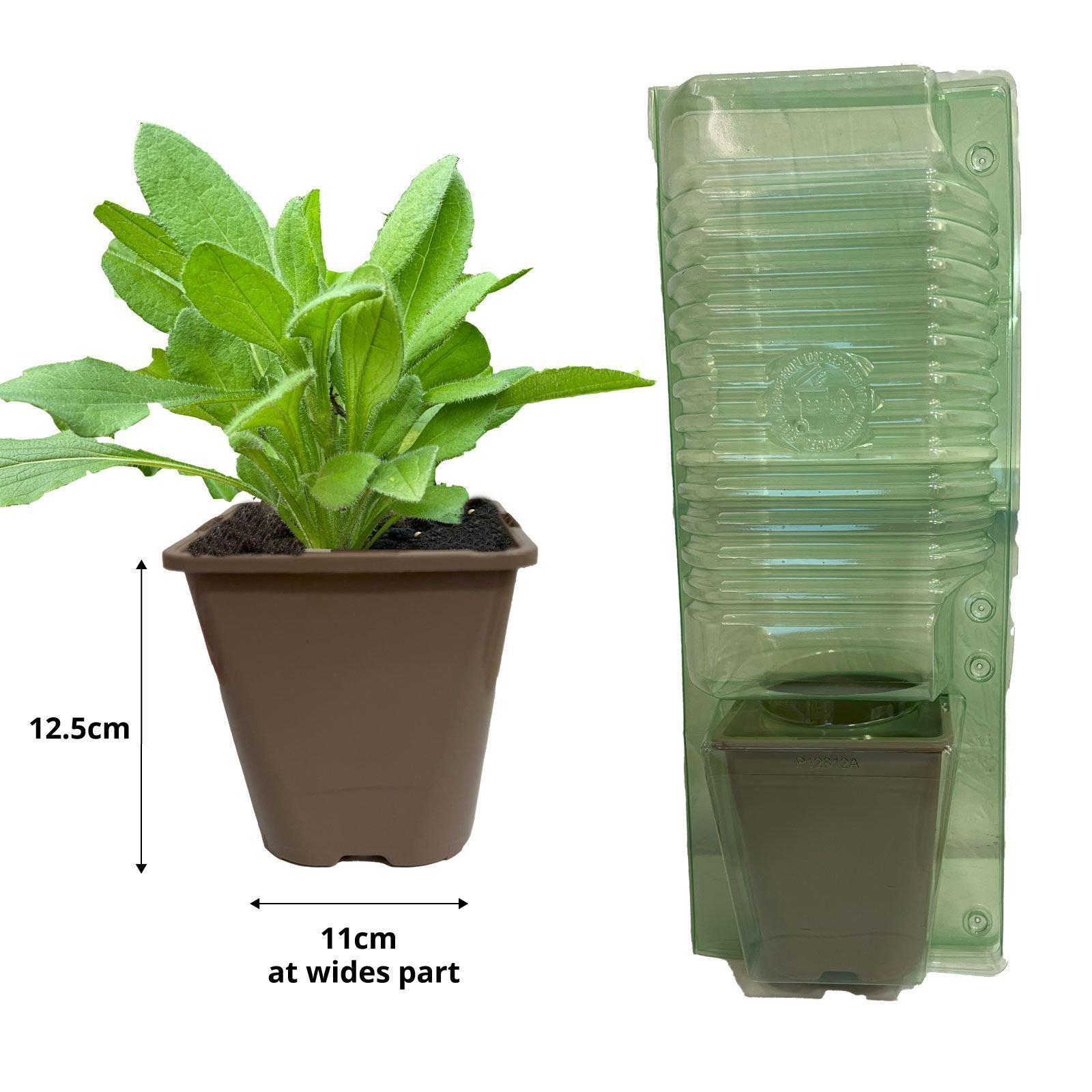 Delphinium Highlander Crystal Delight | 1 Litre Garden Ready Plant