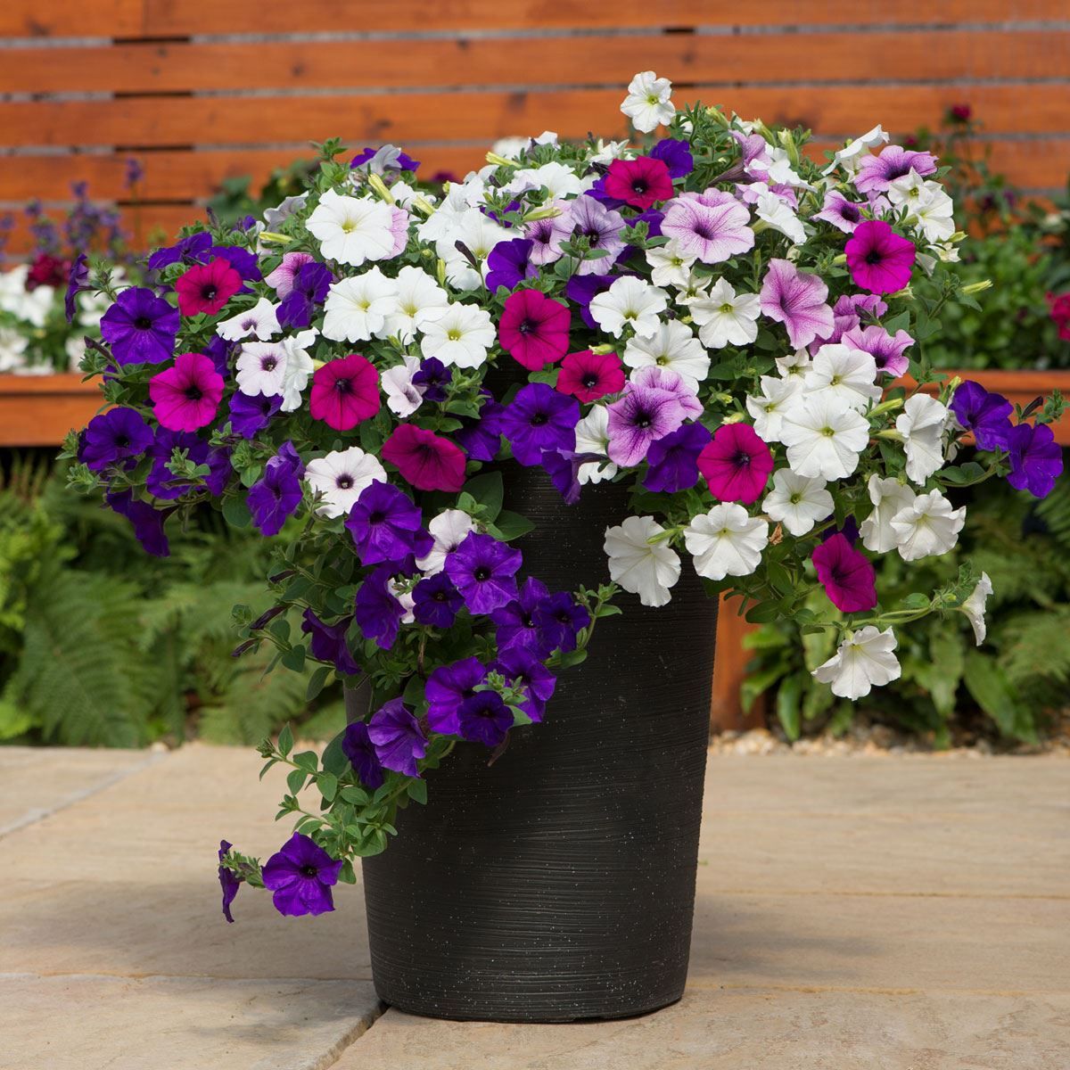 Petunia Easy Wave Grand Rapids Mixed | Tray of 28 Value Large Plug Plants