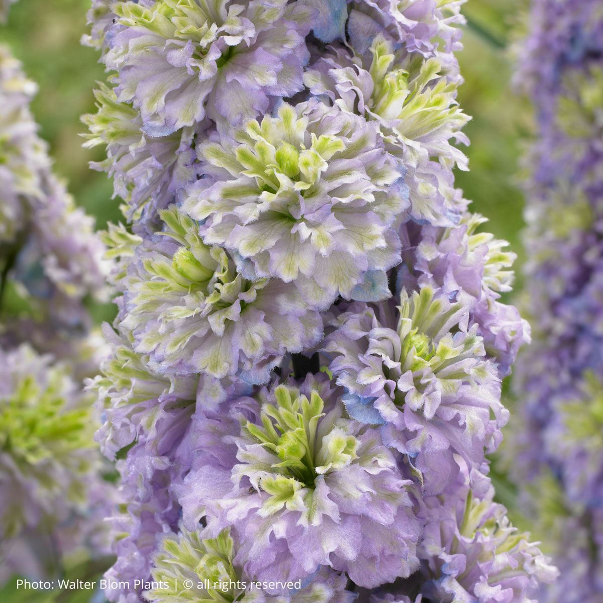 Delphinium Highlander Crystal Delight | 1 Litre Garden Ready Plant