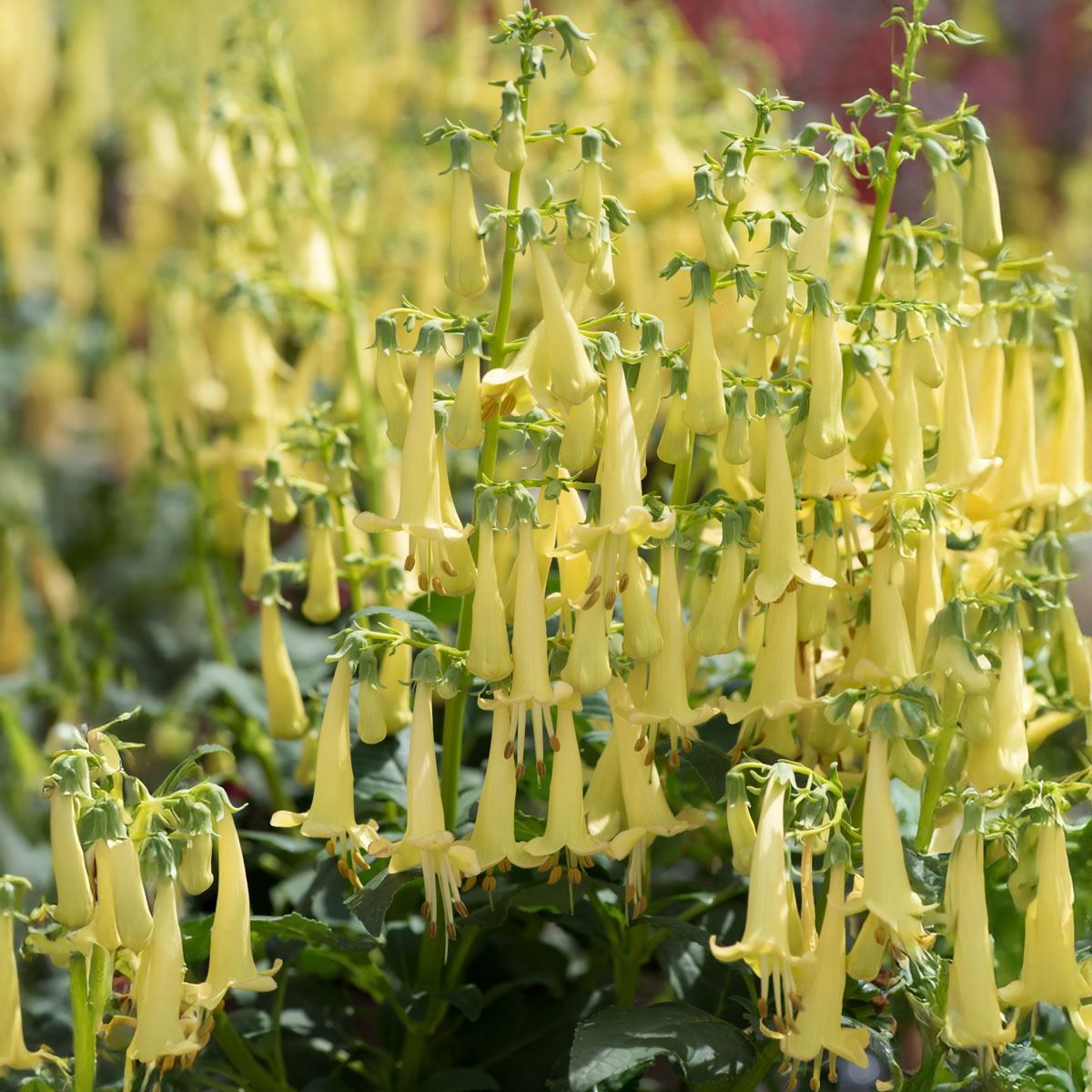 Phygelius Colorburst Yellow | 1 Litre Garden Ready Plant