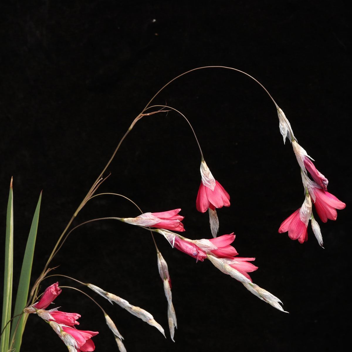 Dierama Wind Nymph Red | 9cm Garden Ready Plant