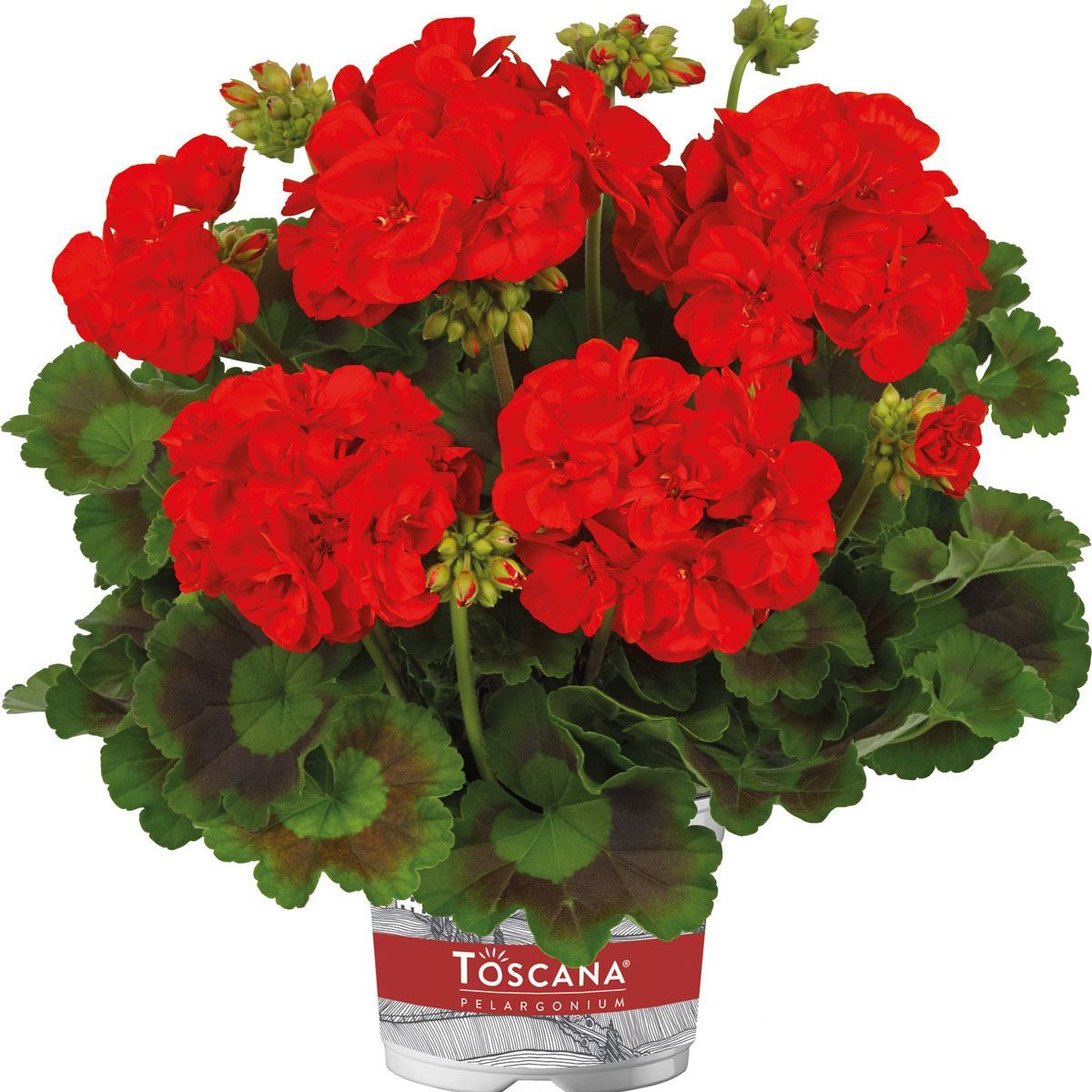Geranium Zonale Green Leaf Trend Red | 5 Large Plug Plants