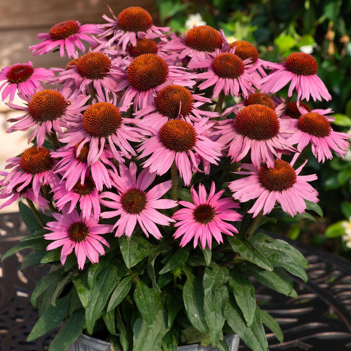 Echinacea Mooodz Courage | 1 Litre Garden Ready Plant