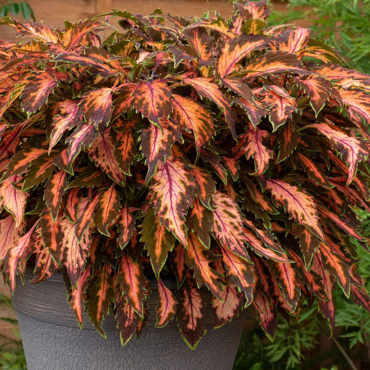 Coleus Coral Candy | 3 x 6cm Garden Ready Biodegradable Potted Plants