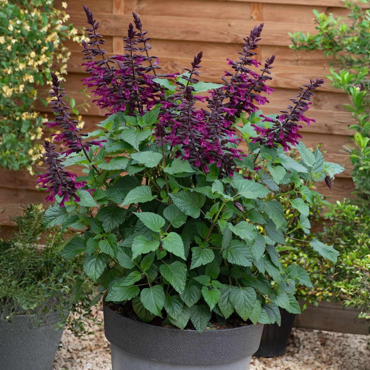 Salvia Plum Crazy | 1 Litre Garden Ready Plant