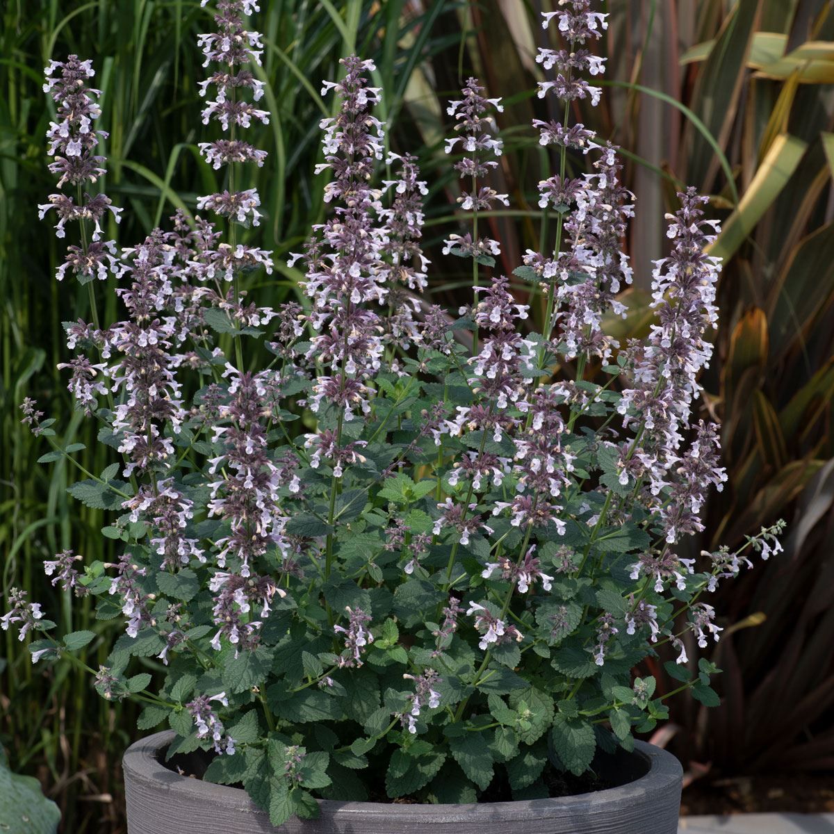 Nepeta Whispurr Pink | 1 Litre Garden Ready Plant