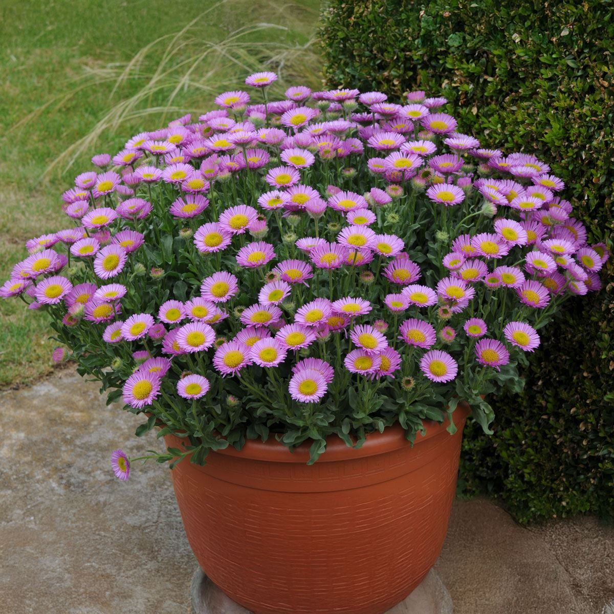 Erigeron Sea Breeze Pink | 1 Litre Garden Ready Plant