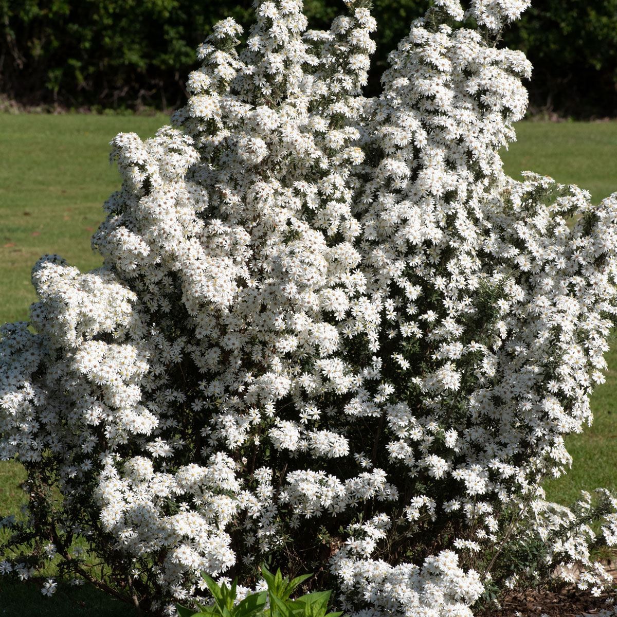 Olearia Spring Bling | 9cm Garden Ready Plant