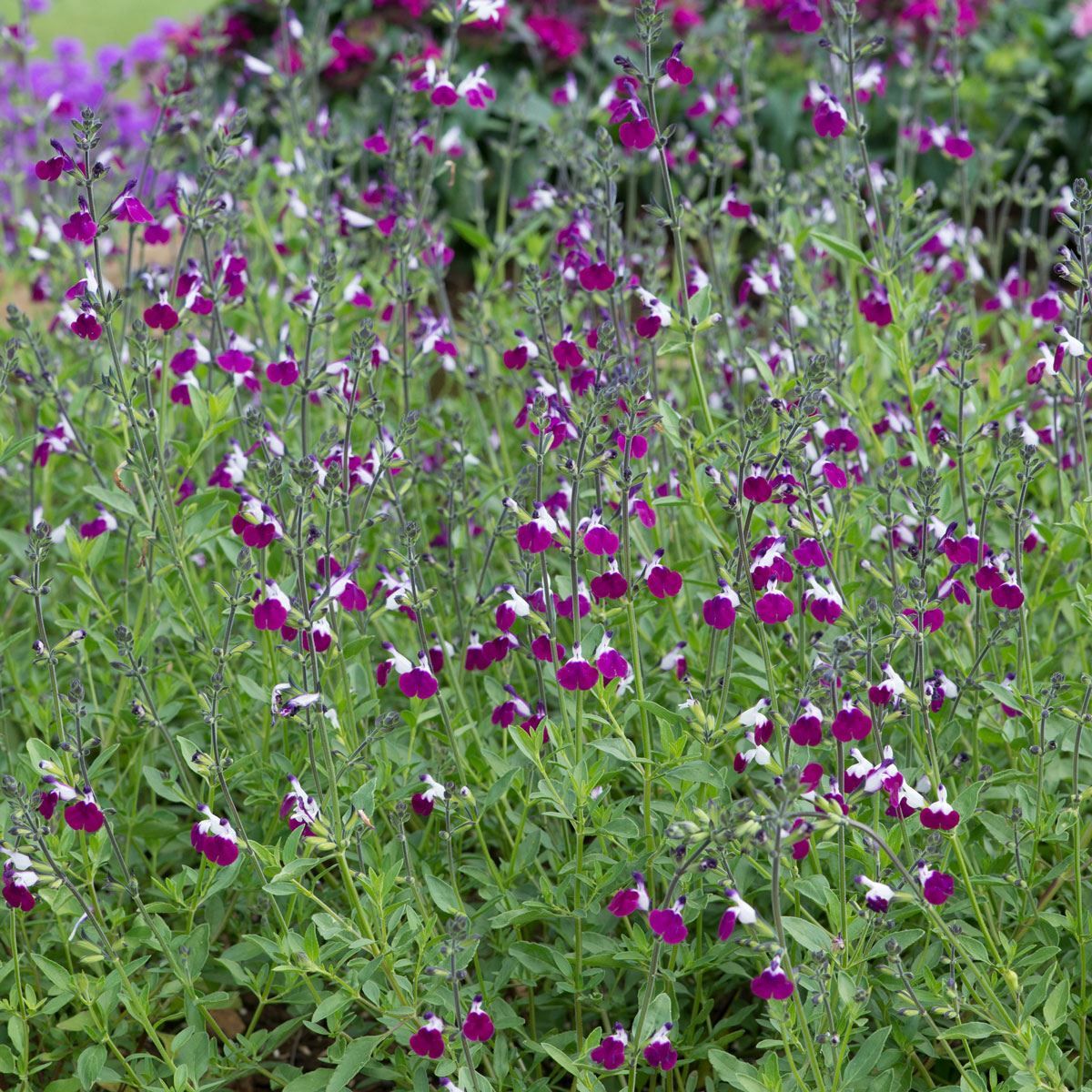 Salvia Amethyst Lips | 1 Litre Garden Ready Plant