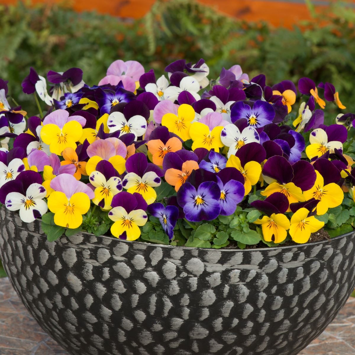 Viola Sorbet Jump Up Mixed | Tray of 120 Value Plug Plants