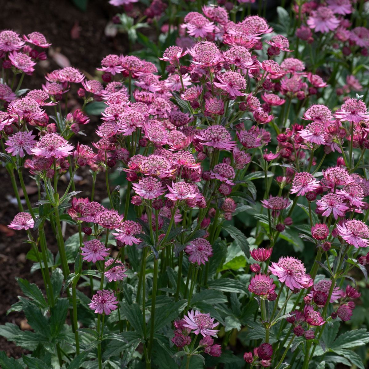 Astrantia Cerise Button | 1 Litre Garden Ready Plant