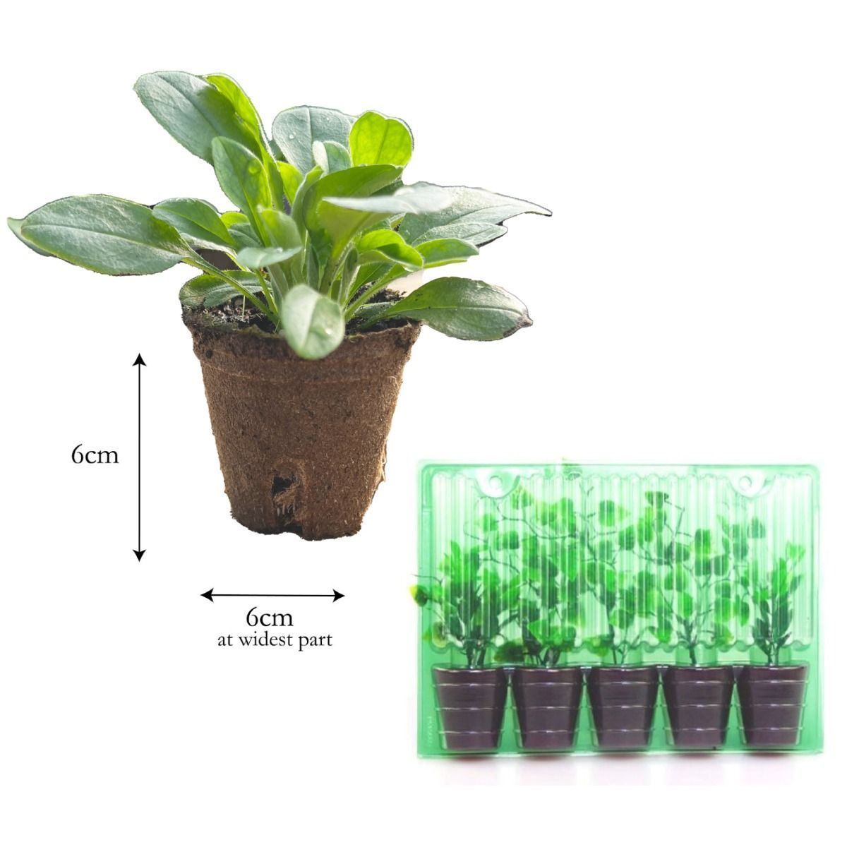 Cosmos Apollo White | 5 x 6cm Garden Ready Biodegradable Potted Plants