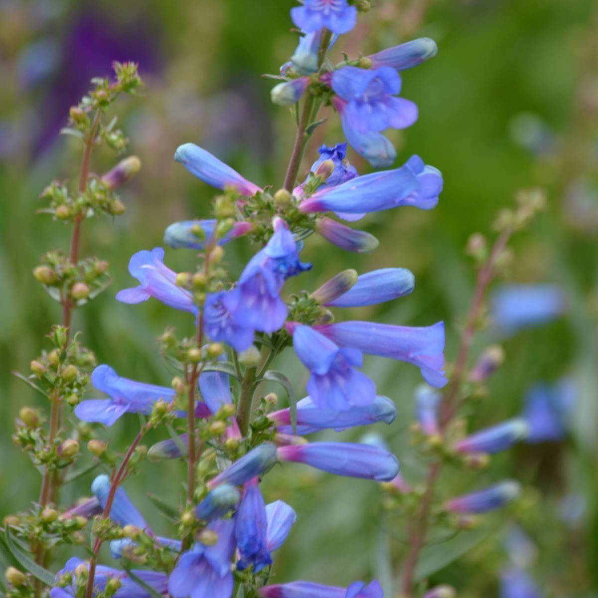 Penstemon Electric Blue | 1 Litre Garden Ready Plant
