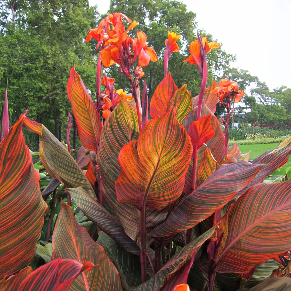 Canna Tropicanna | 1 Litre Garden Ready Plant