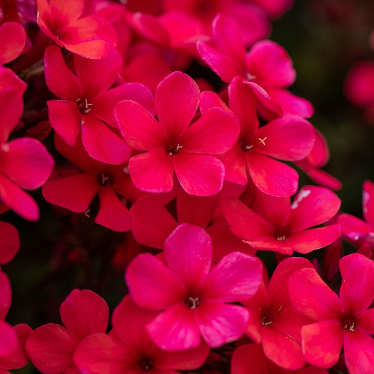 Phlox paniculata Early Red | 1 Litre Garden Ready Plant