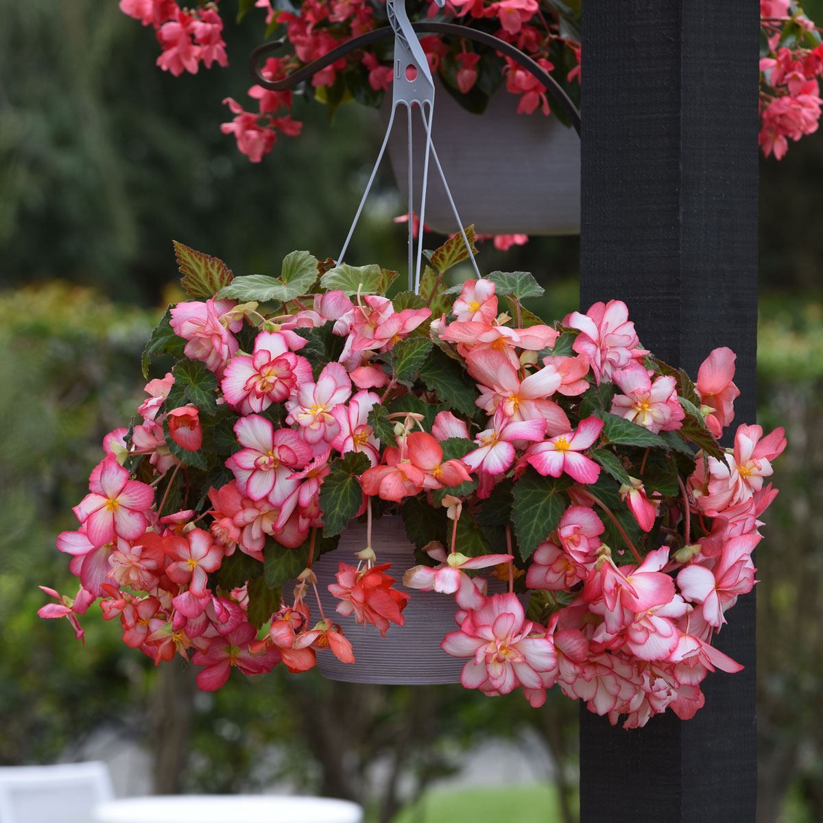 Begonia Sun Dancer White Pink Picotee | Tray of 84 Large Plug Plants