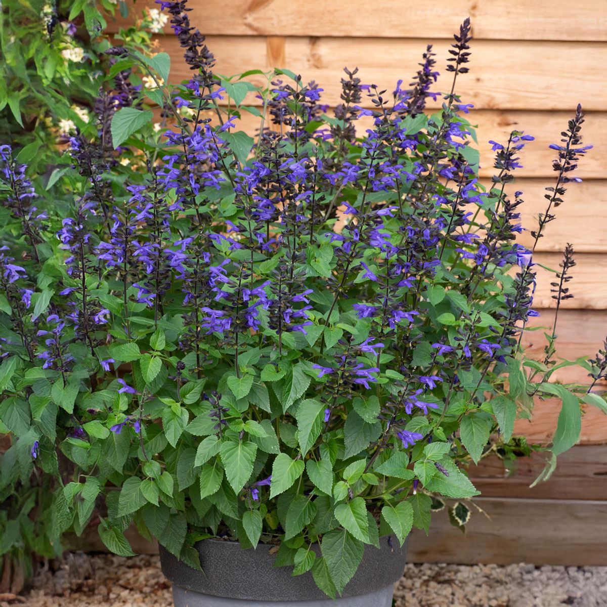 Salvia Salgoon Lake Blueberry | 1 Litre Garden Ready Plant