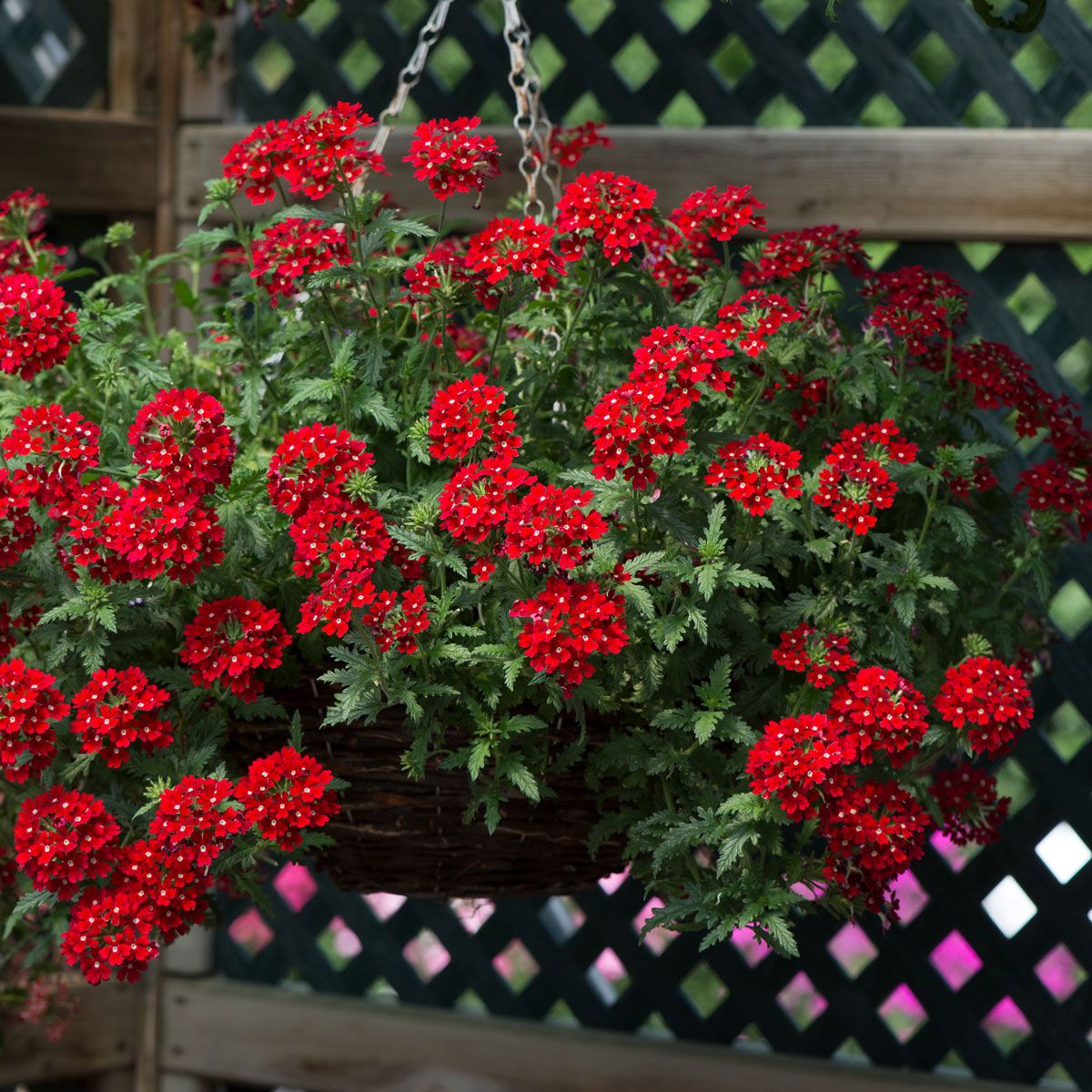 verbena aztec raspberry