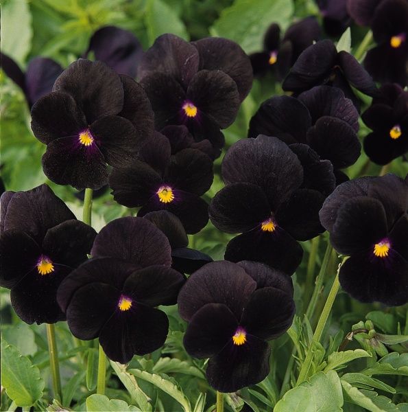 black flower uk