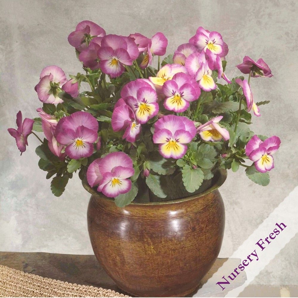 Viola Ultima Radiance F1 Pink Imp. | Pack of 3 Garden Ready 7cm Pots