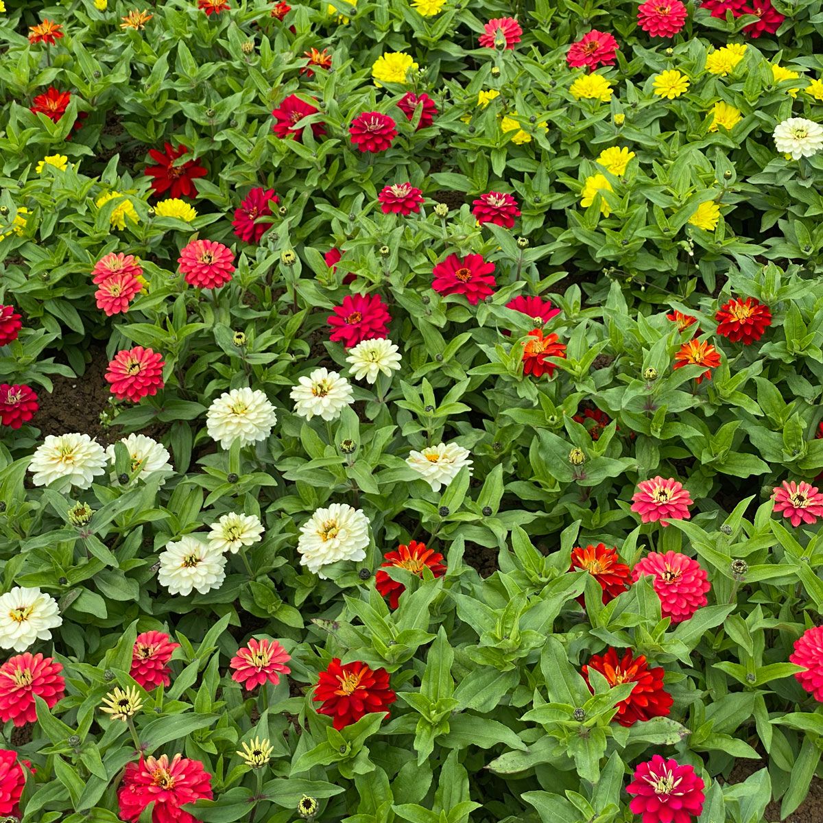 Zinnia Plants Zinnia Lilliput Mixed Seeds To Sow