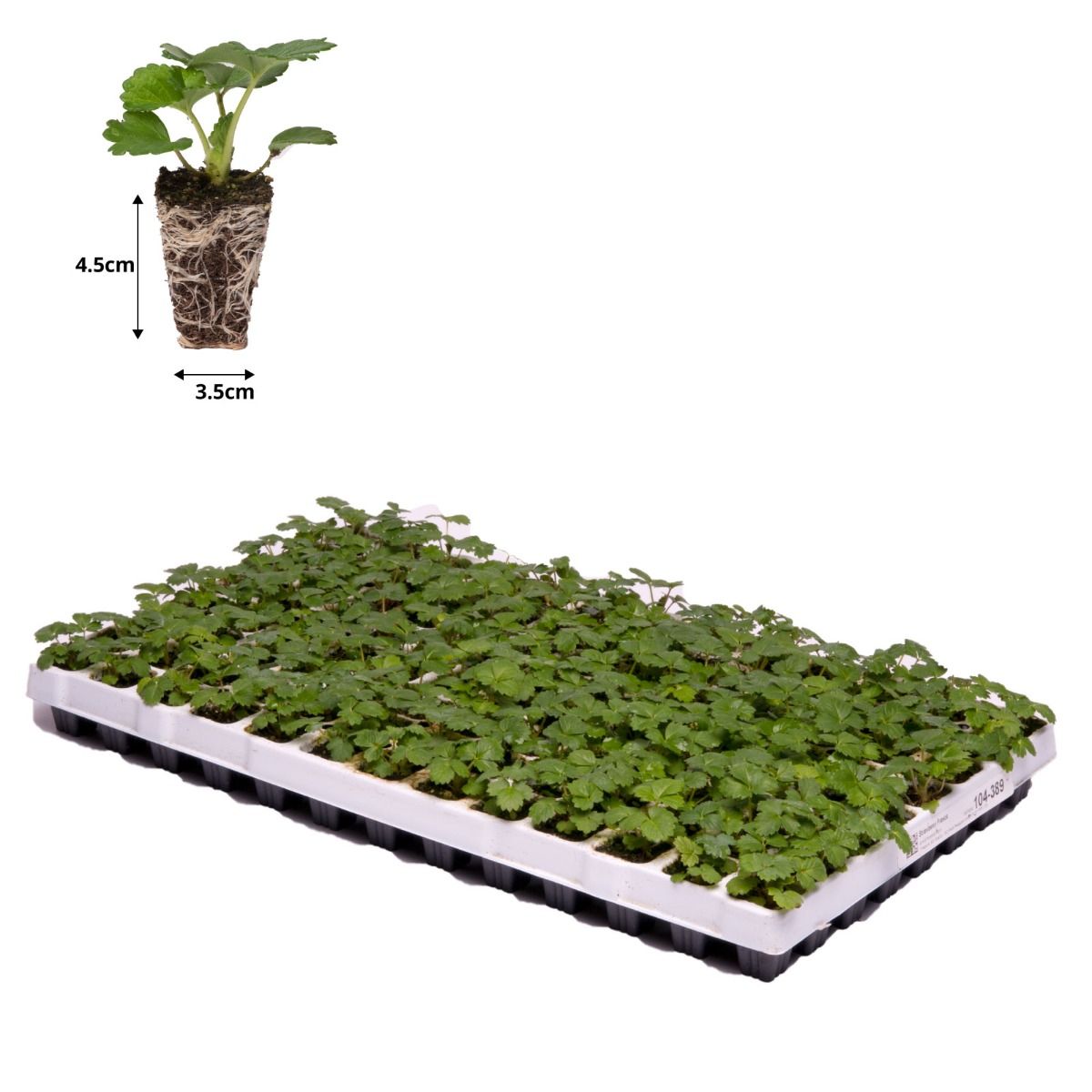 Geranium Horizon Scarlet | Tray of 104 Large Plug Plants