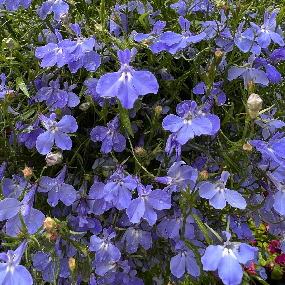Trailing Lobelia