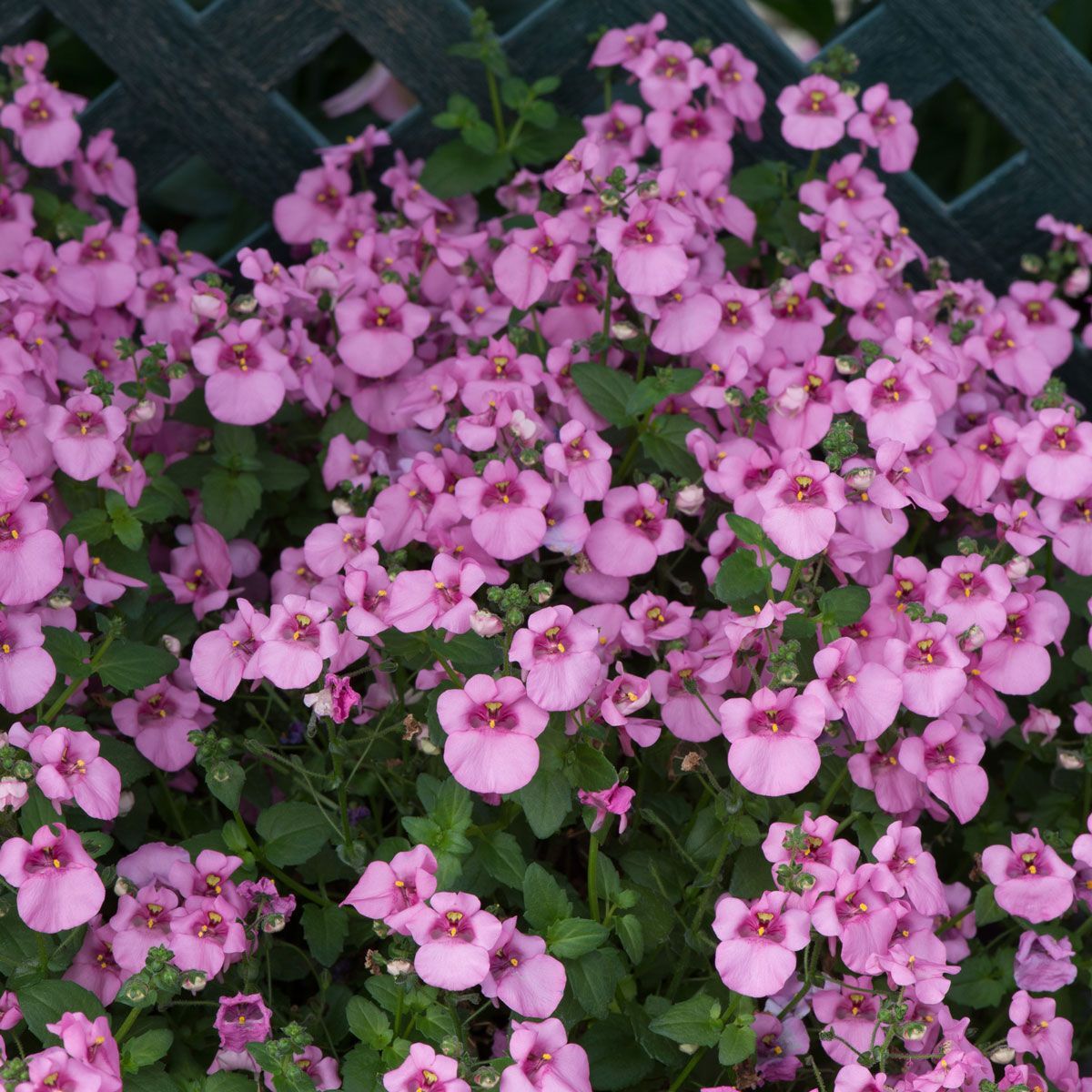 Diascia Diamond Fuchsia | 3 x 6cm Garden Ready Plant the Pot Bedding Plants