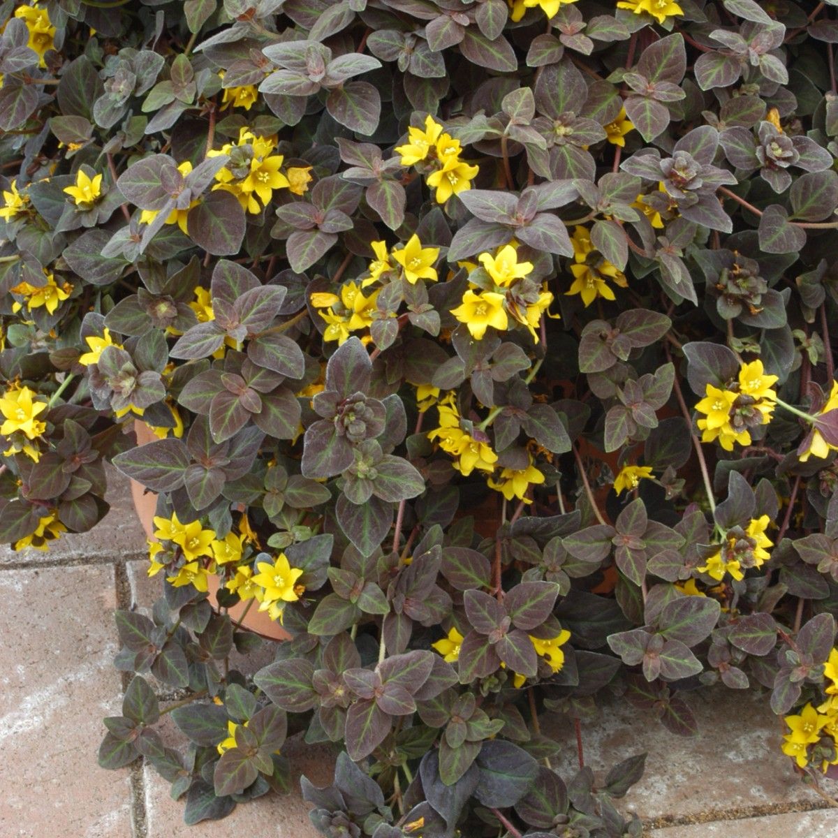 Lysimachia Midnight Sun | 5 Large Plug Plants