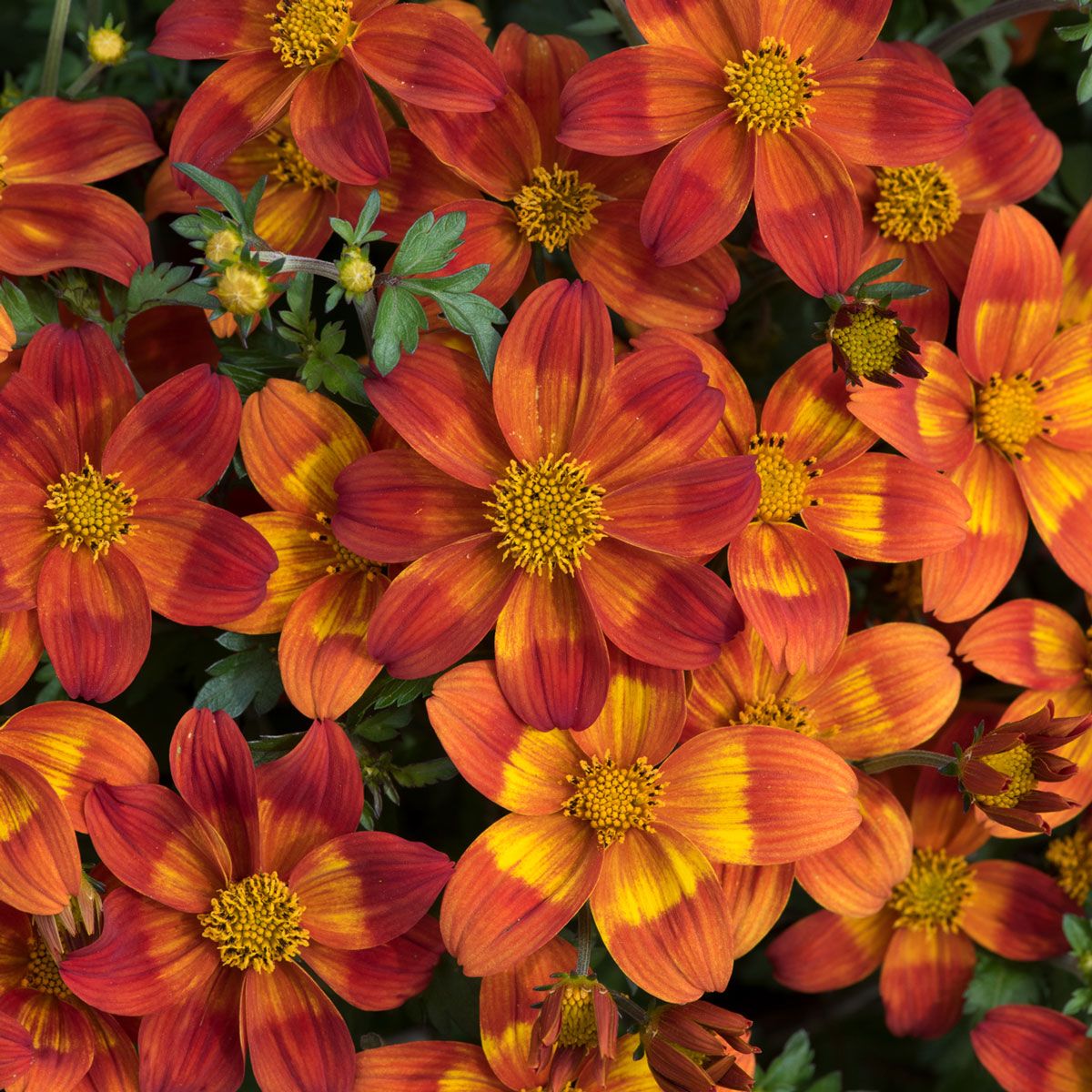 Bidens Bee Happy Red| 5 Large Plug Plants