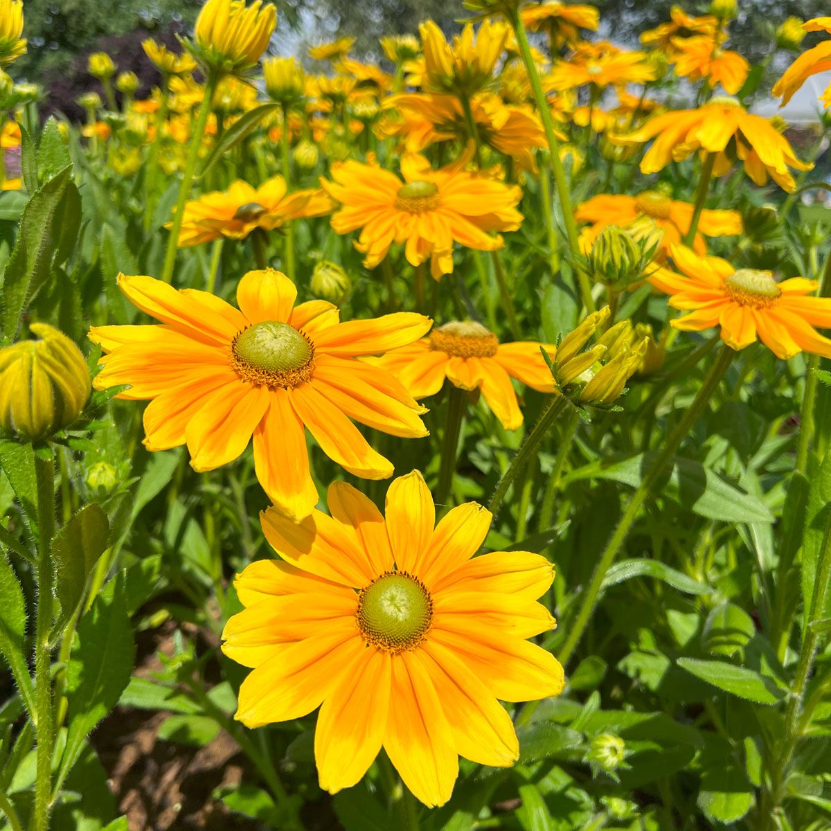 Rudbeckia Prairie Sun