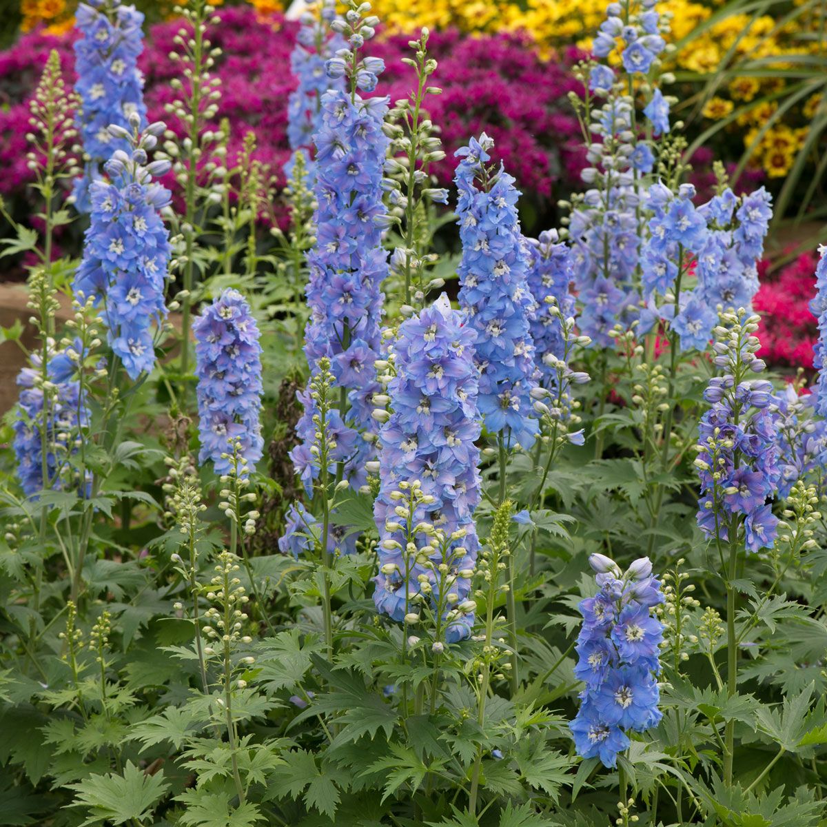 Delphinium 'Magic Fountain' Sky Blue with White Bee | Garden Ready Perennial 9cm Pot