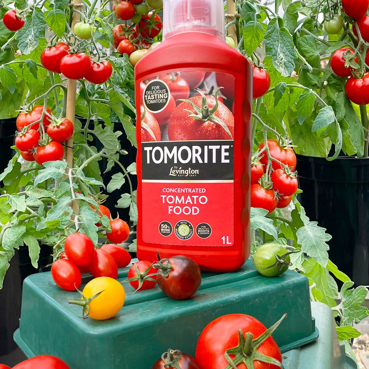 Levington Tomorite Tomato Food | 1Ltr 20% Extra Free