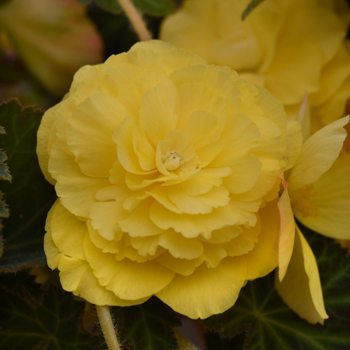 Begonia Illumination Lemon (Trailing) | 5 Large Plug Plants