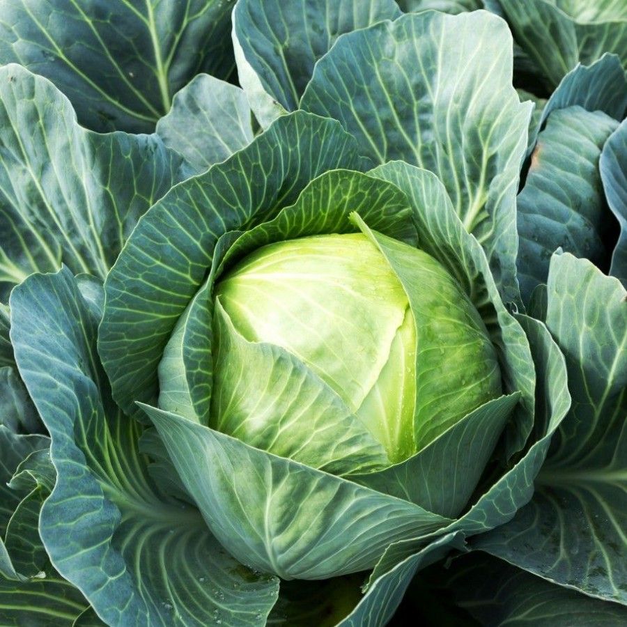 Cabbage F1 Stonehead | Pack of 15 Plug Plants