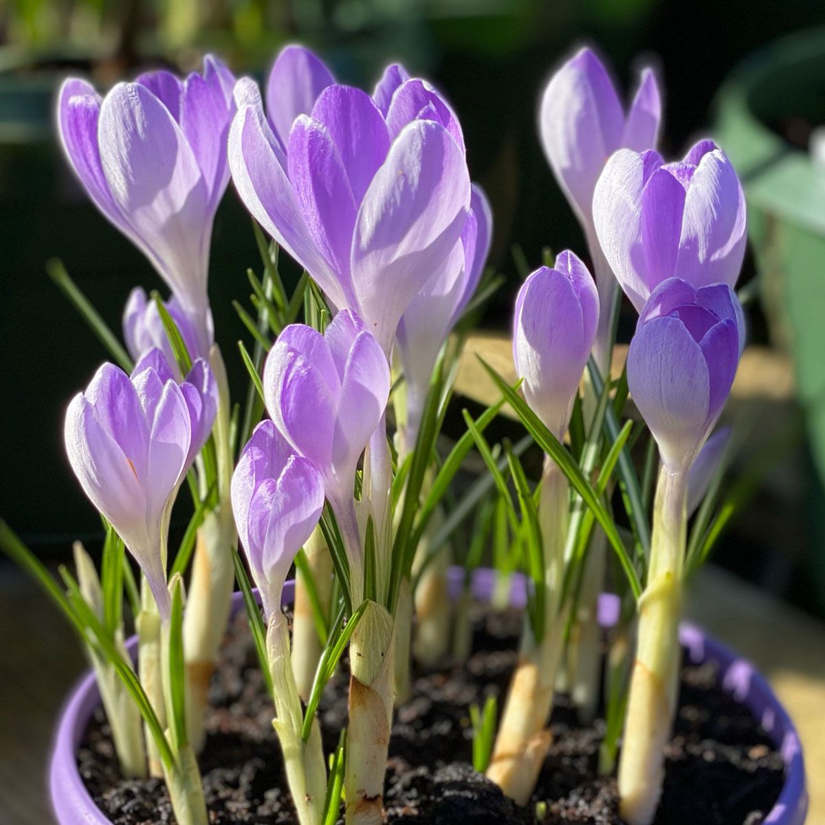 Crocus Vernus Large Flowered Vanguard | 10 Corms Per Pack