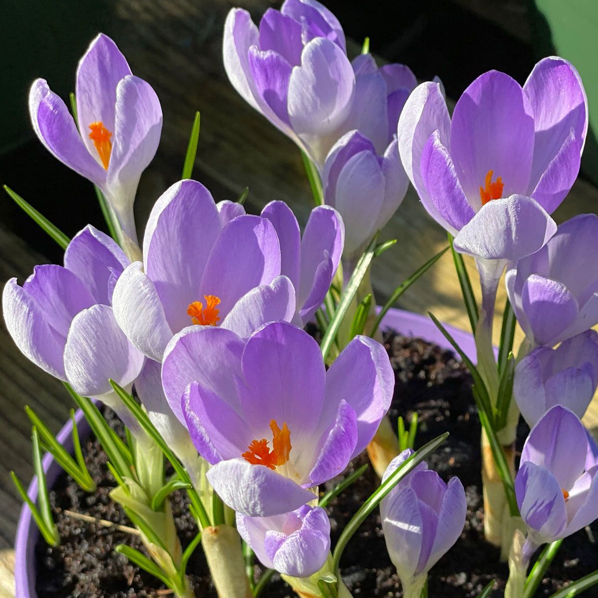 Crocus Vernus Large Flowered Vanguard | 10 Corms Per Pack