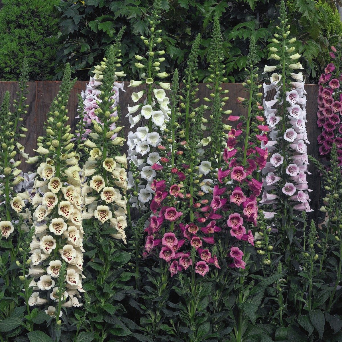 Digitalis (Foxglove) Camelot Mix | Tray of 40 Plug Plants