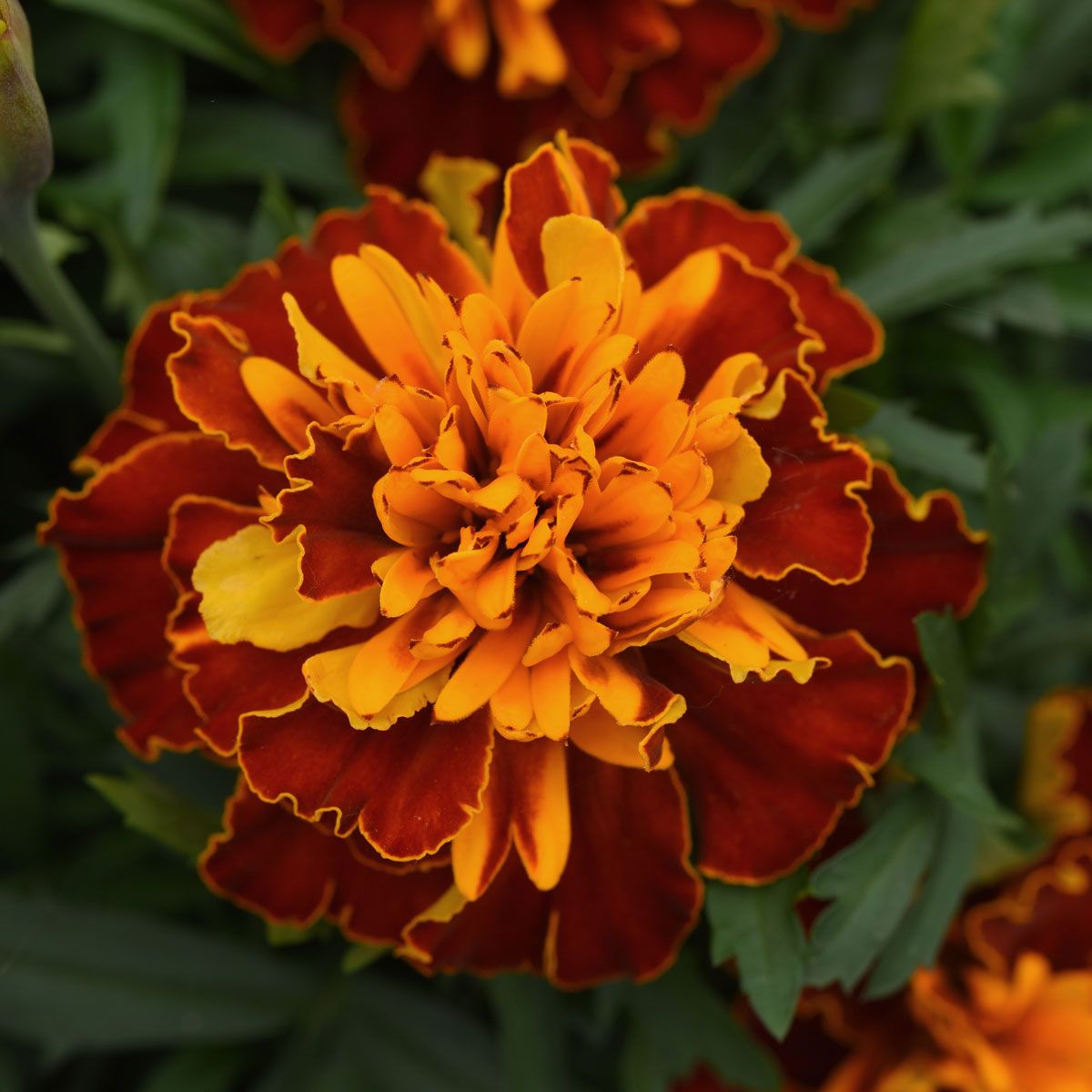 Marigold Super Hero Harmony | Tray of 40 Plug Plants