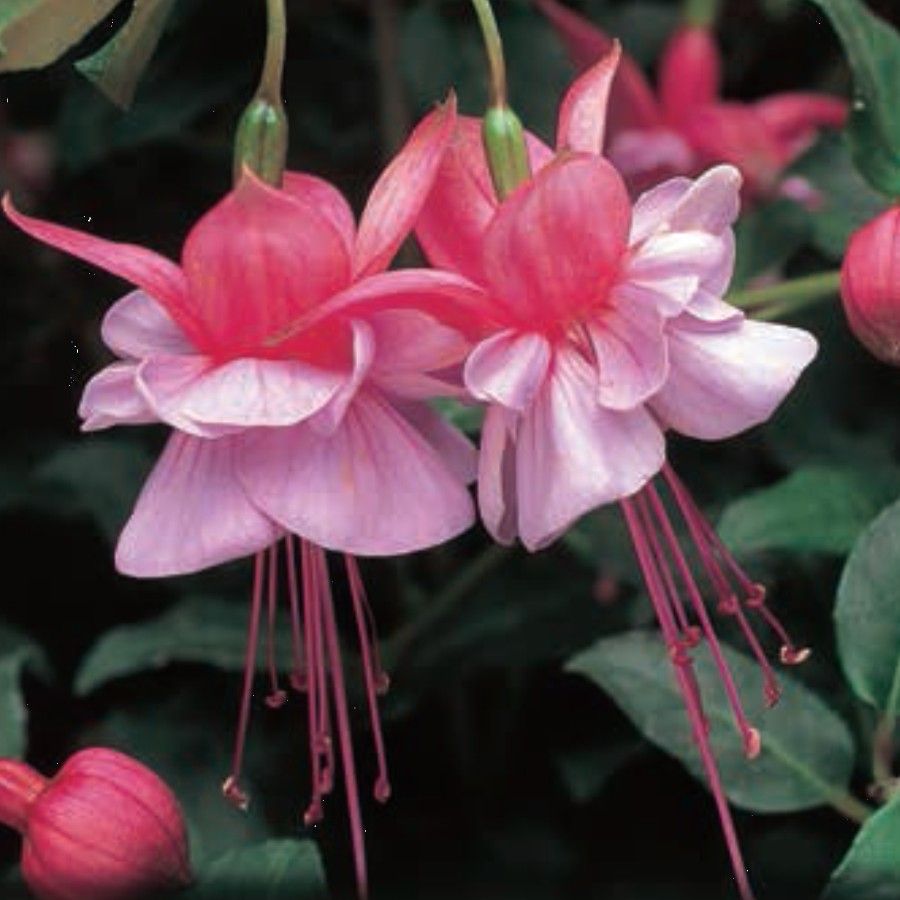 Fuchsia Heidi Anne (Upright Bush) | 5 Large Plug Plants