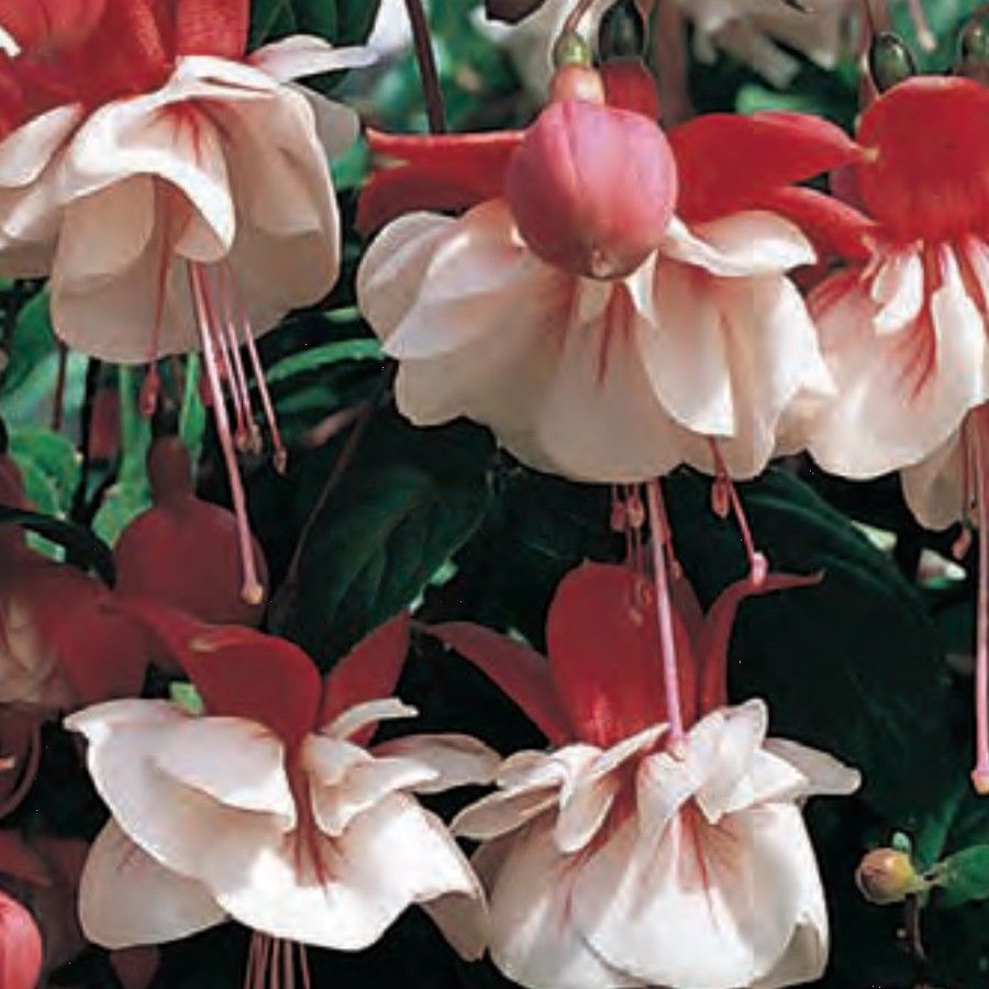 Fuchsia Swingtime (Trailing) | 5 Large Plug Plants