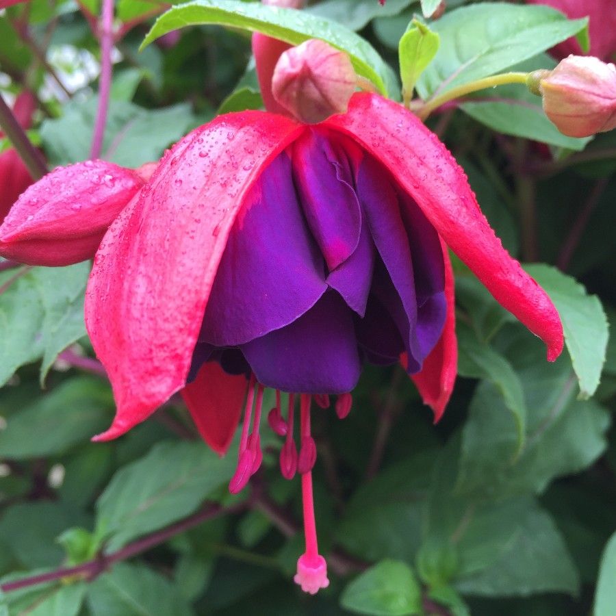 Giant Fuchsia Voodoo (Trailing) | 5 Large Plug Plants